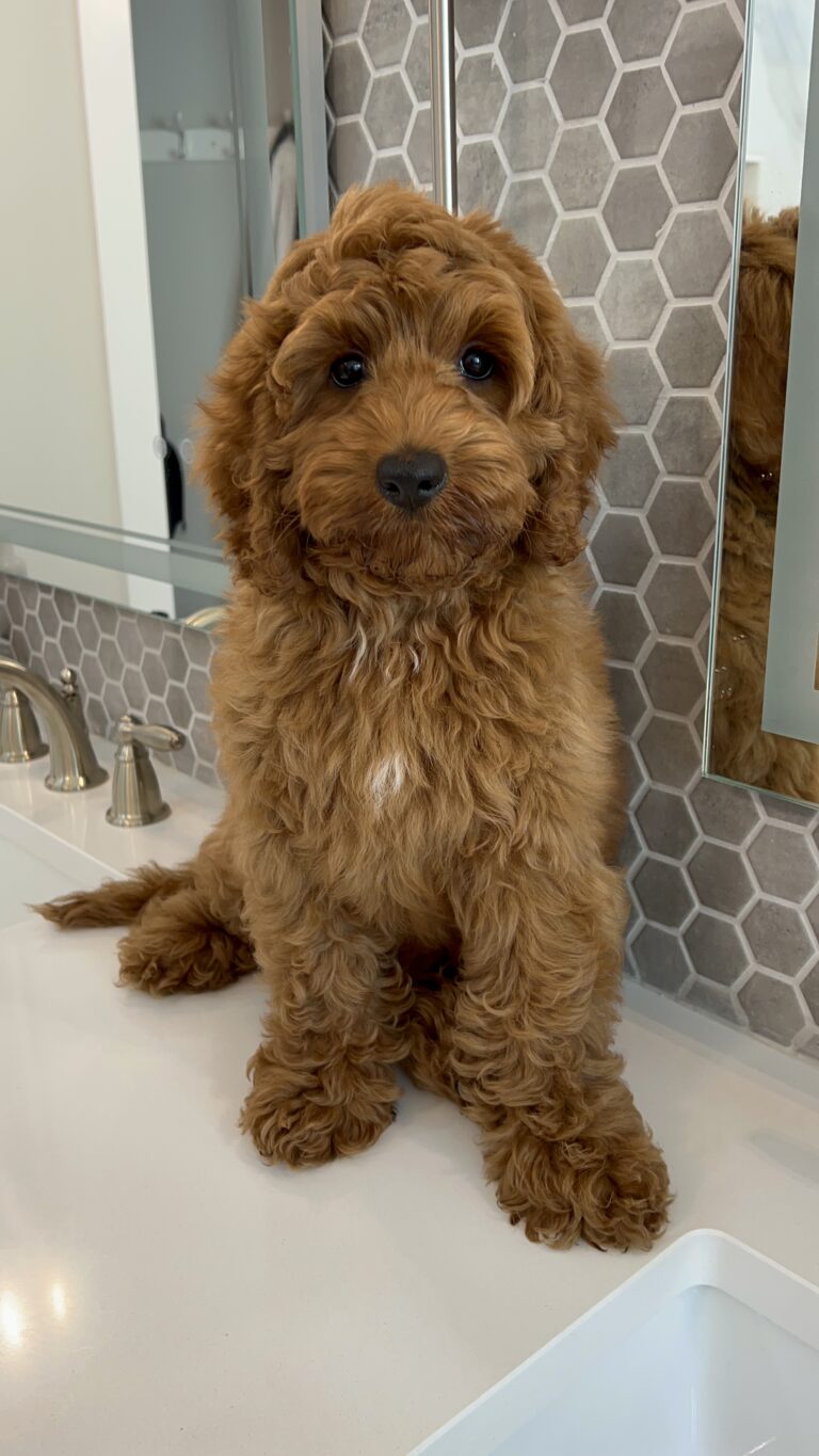 Australian Labradoodle Puppies For Adoption | Matthews, NC