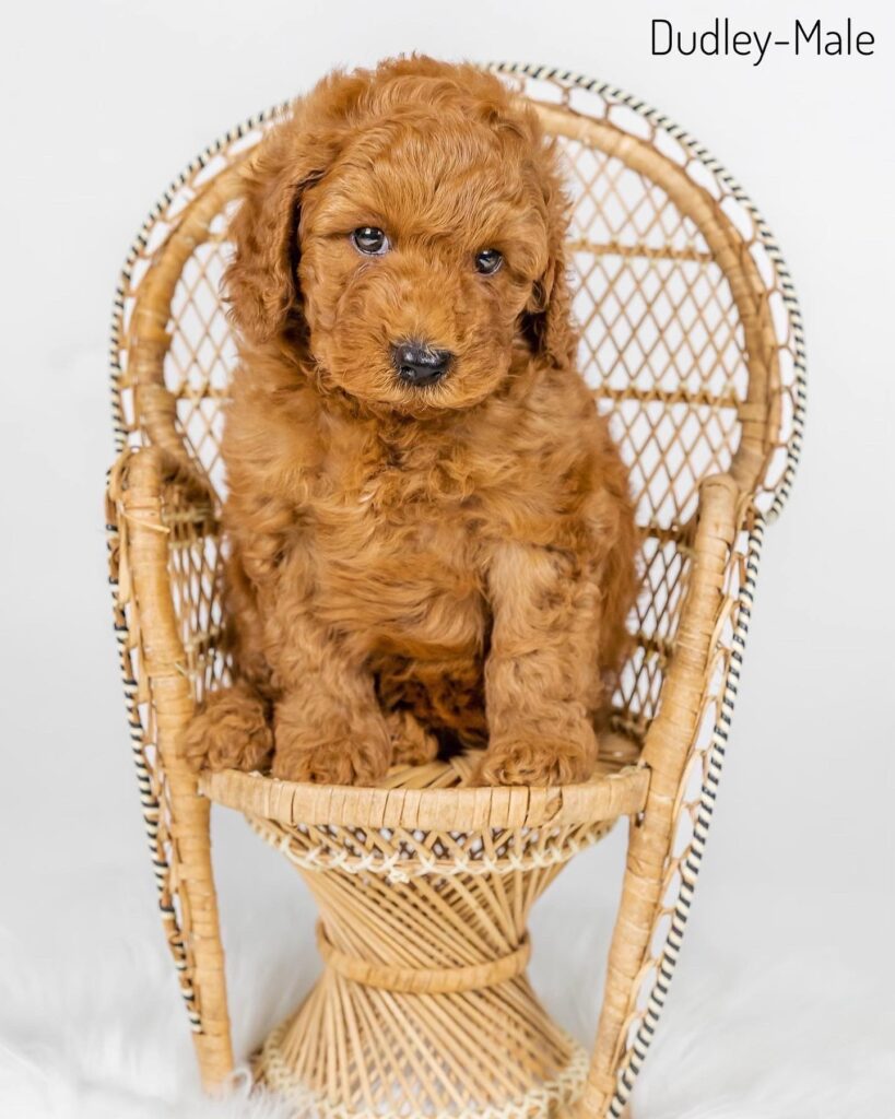Australian Labradoodle Puppies For Adoption | Matthews, NC