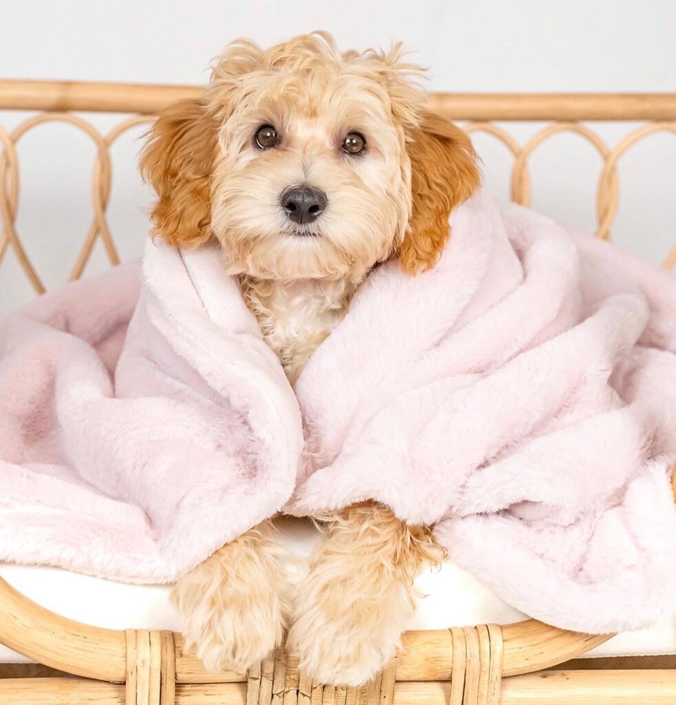 Australian Labradoodle Puppies For Adoption | Matthews, NC