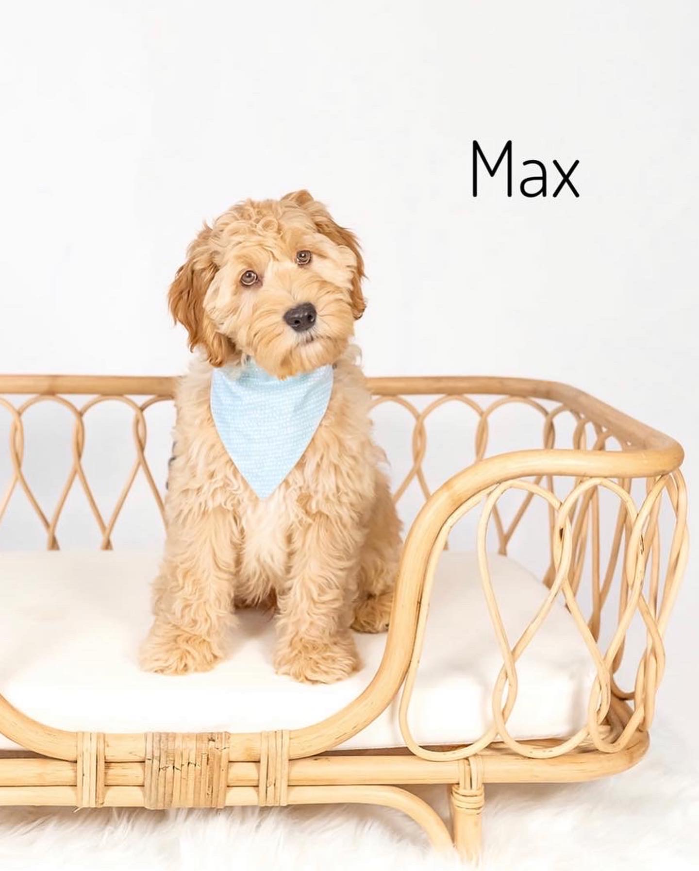 Australian Labradoodle Puppies For Adoption | Matthews, NC