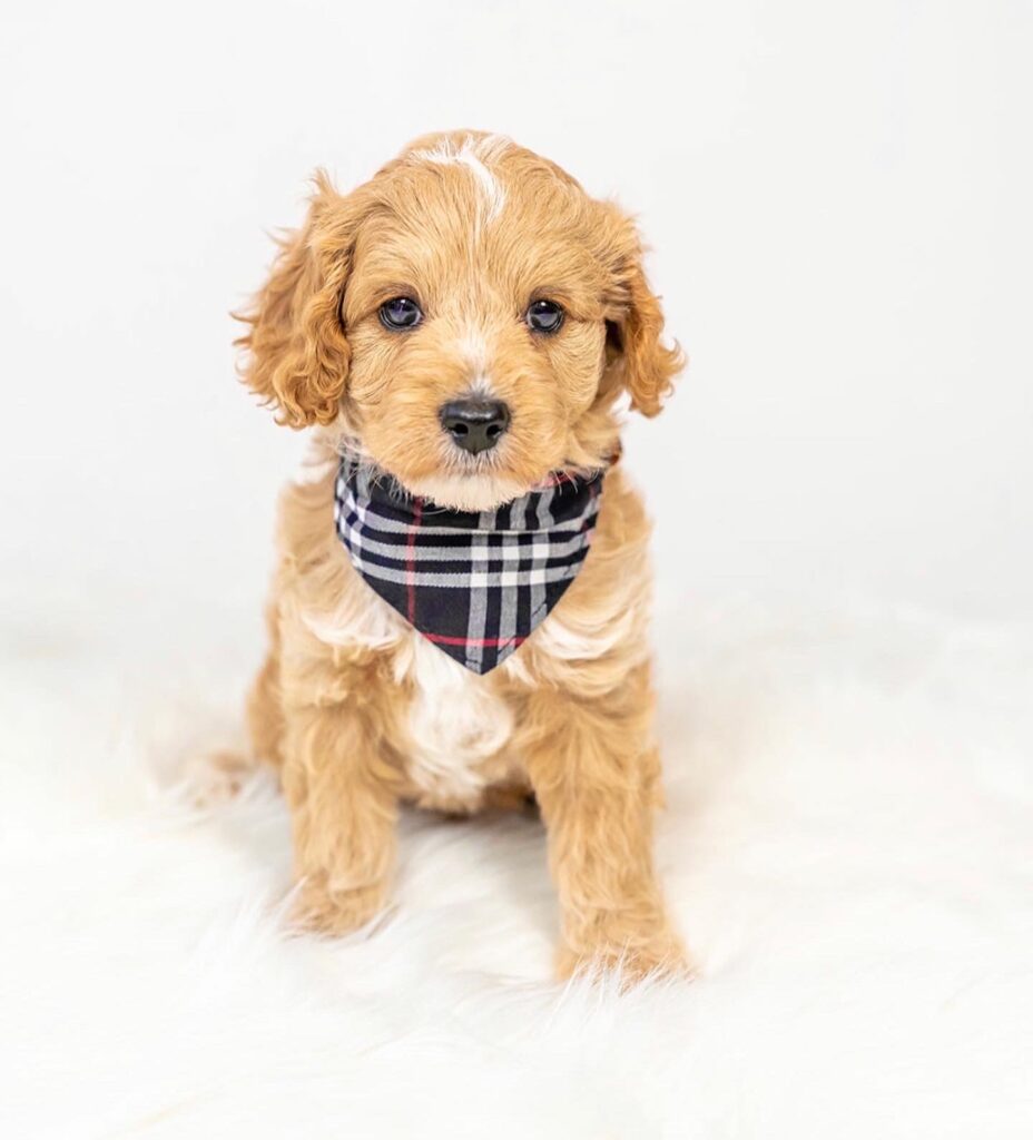 Australian Labradoodle Puppies For Adoption | Matthews, NC
