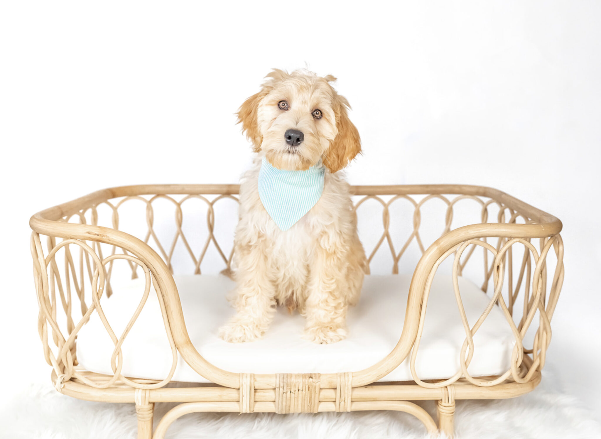 Australian Labradoodle Puppies For Adoption | Matthews, NC