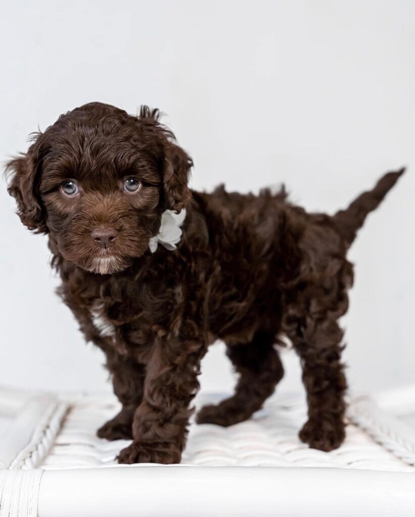 Australian Labradoodle Puppies For Adoption | Matthews, NC