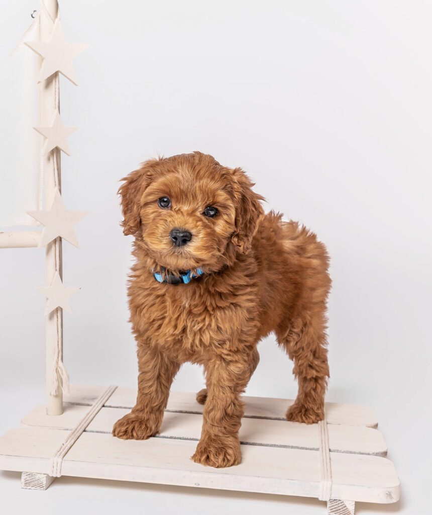 Australian Labradoodle Puppies For Adoption | Matthews, NC