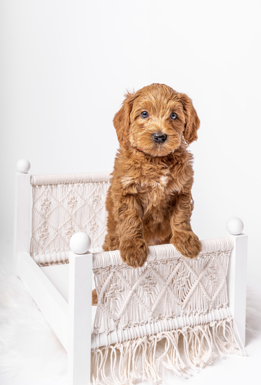 Australian Labradoodle Puppies For Adoption | Matthews, NC