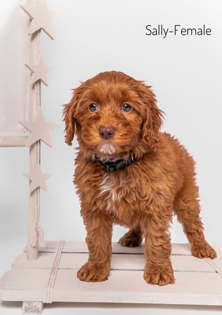 Australian Labradoodle Puppies For Adoption | Matthews, NC