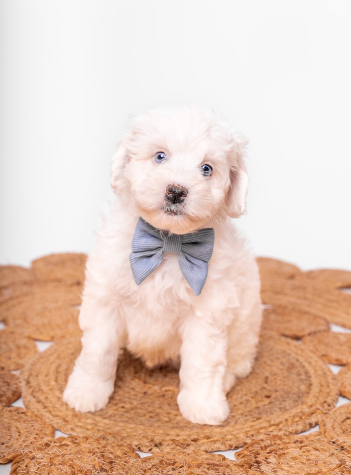 Australian Labradoodle Puppies For Adoption | Matthews, NC